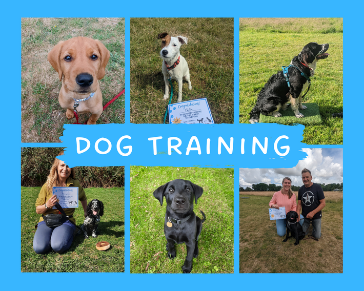 Tails Trails - Dog Walking, Sleepovers, Daycare & Training ...
