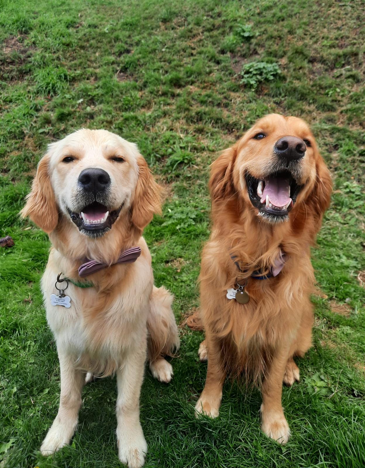 Tails Trails - Dog Walking, Sleepovers, Daycare & Training ...