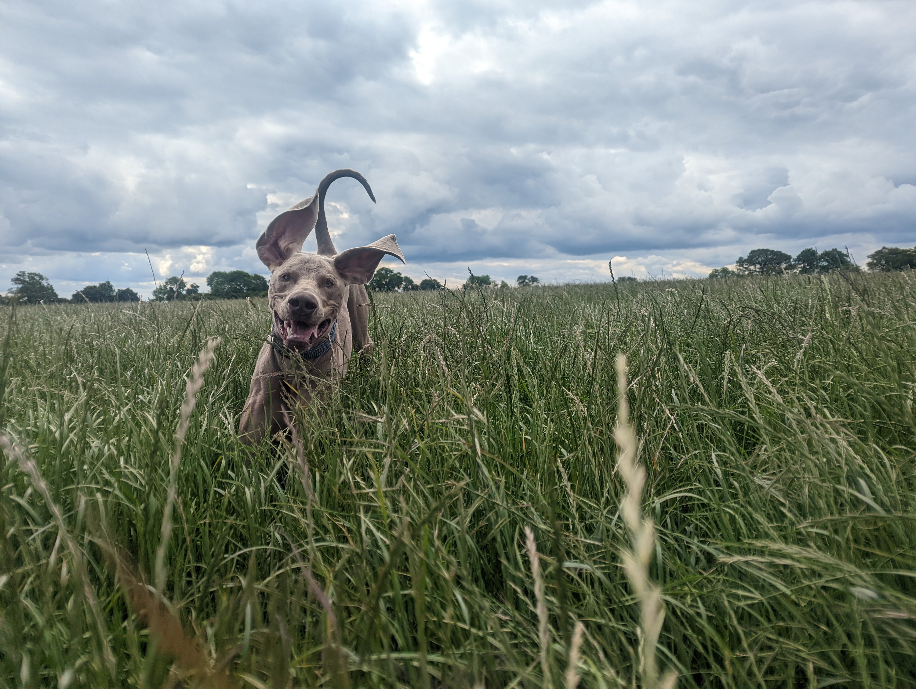 Tails Trails - Dog Walking, Sleepovers, Daycare & Training ...