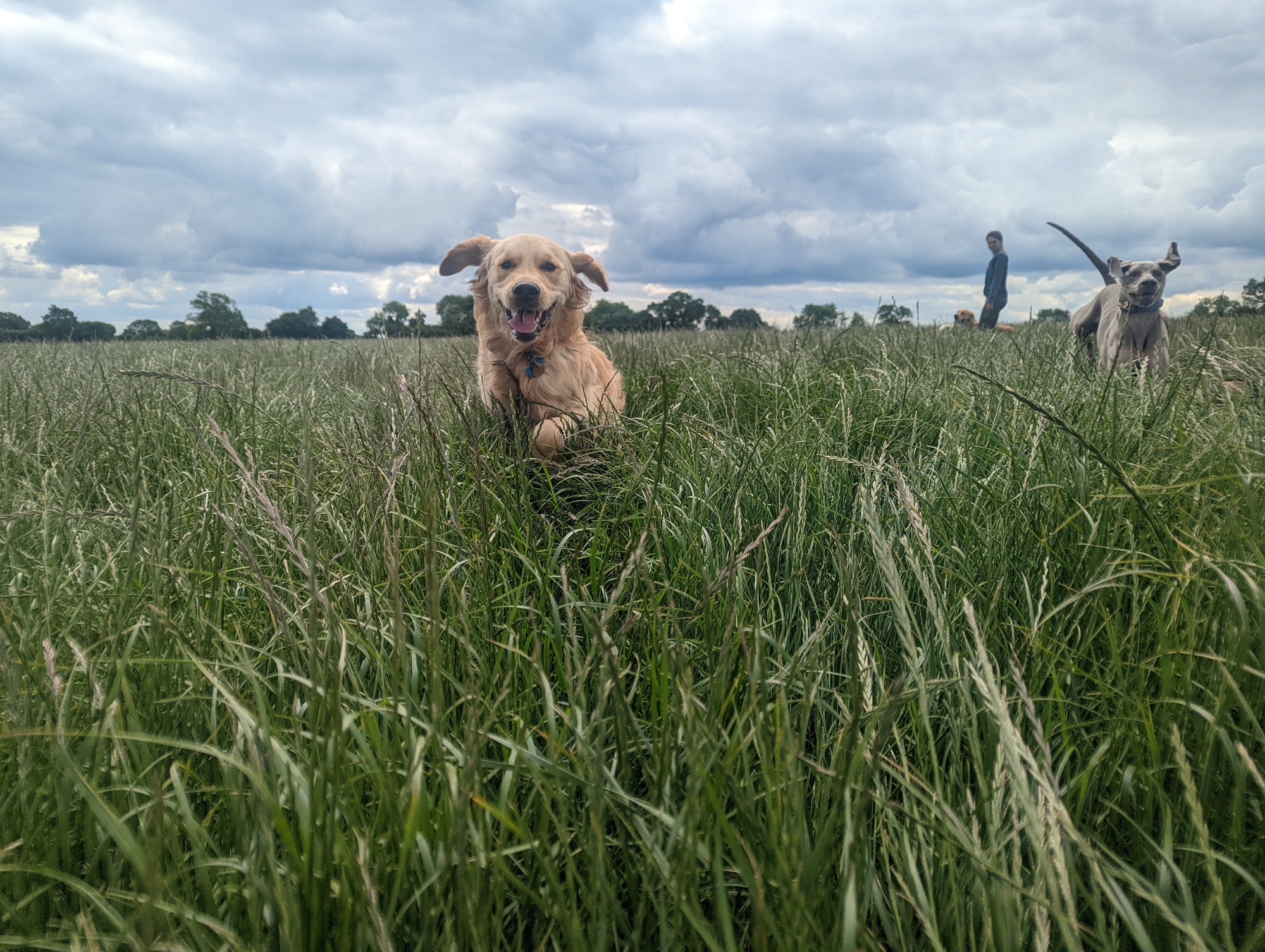 Tails Trails - Dog Walking, Sleepovers, Daycare & Training ...