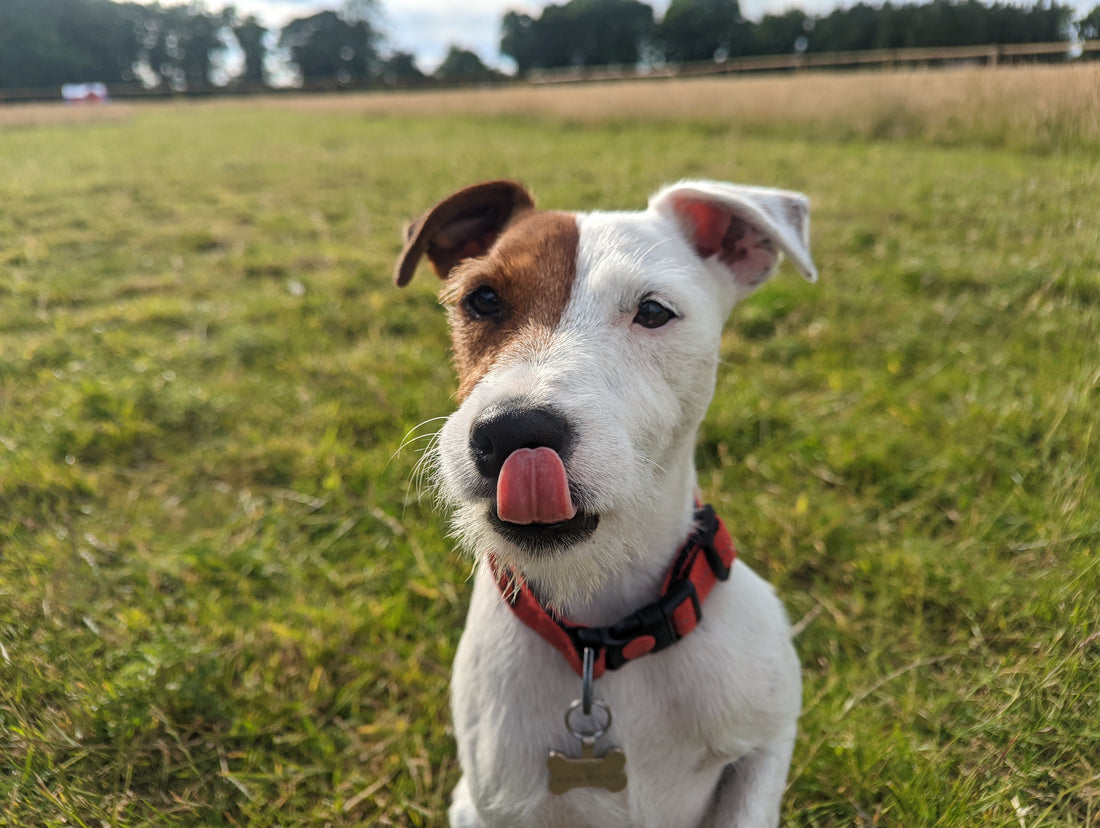 Tails Trails - Dog Walking, Sleepovers, Daycare & Training ...