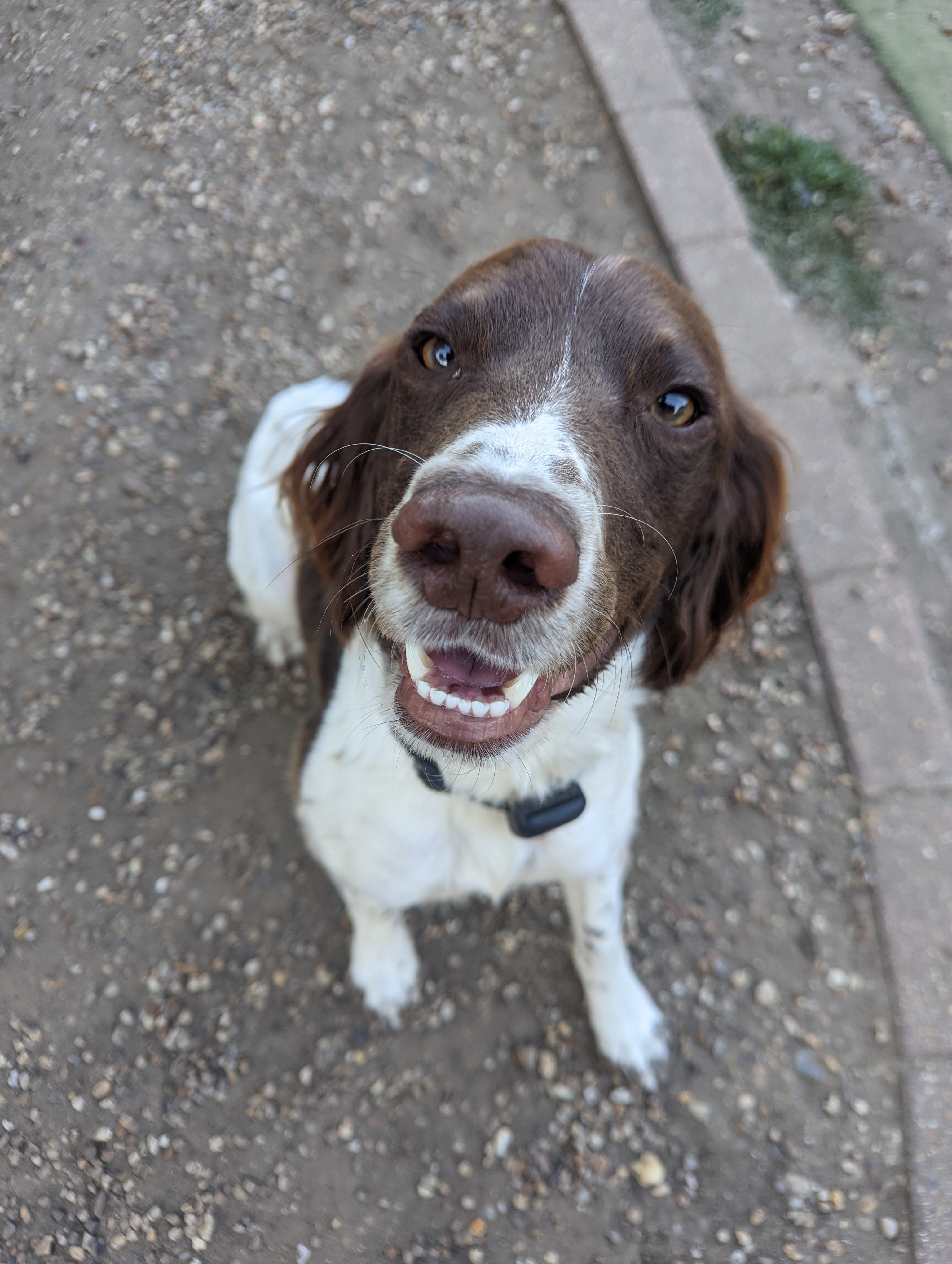 Tails Trails - Dog Walking, Sleepovers, Daycare & Training ...