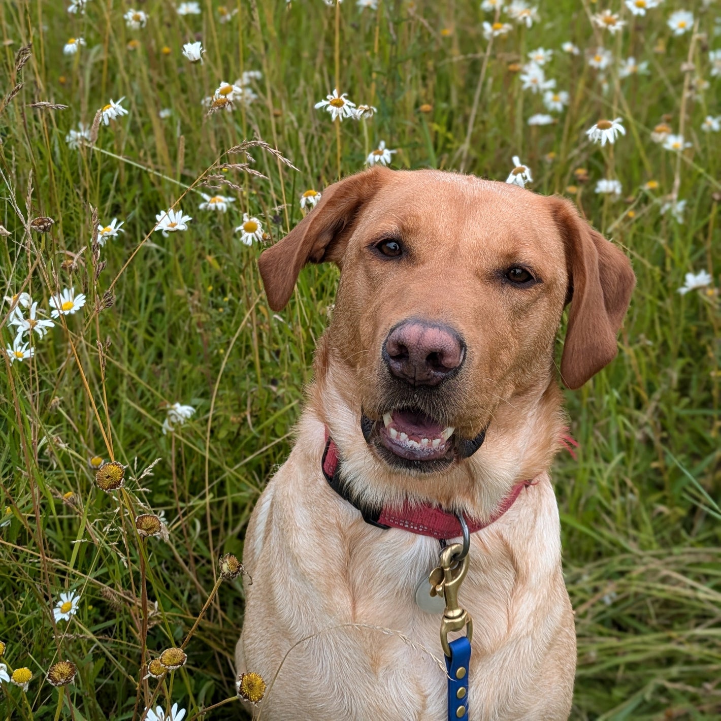 Tails Trails - Dog Walking, Sleepovers, Daycare & Training ...